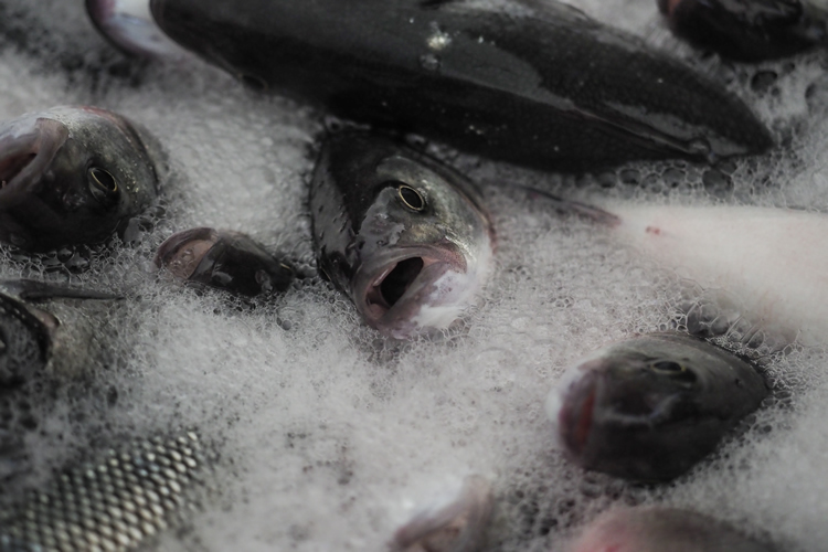 What do fish labelling schemes really certify? | Compassion in World ...