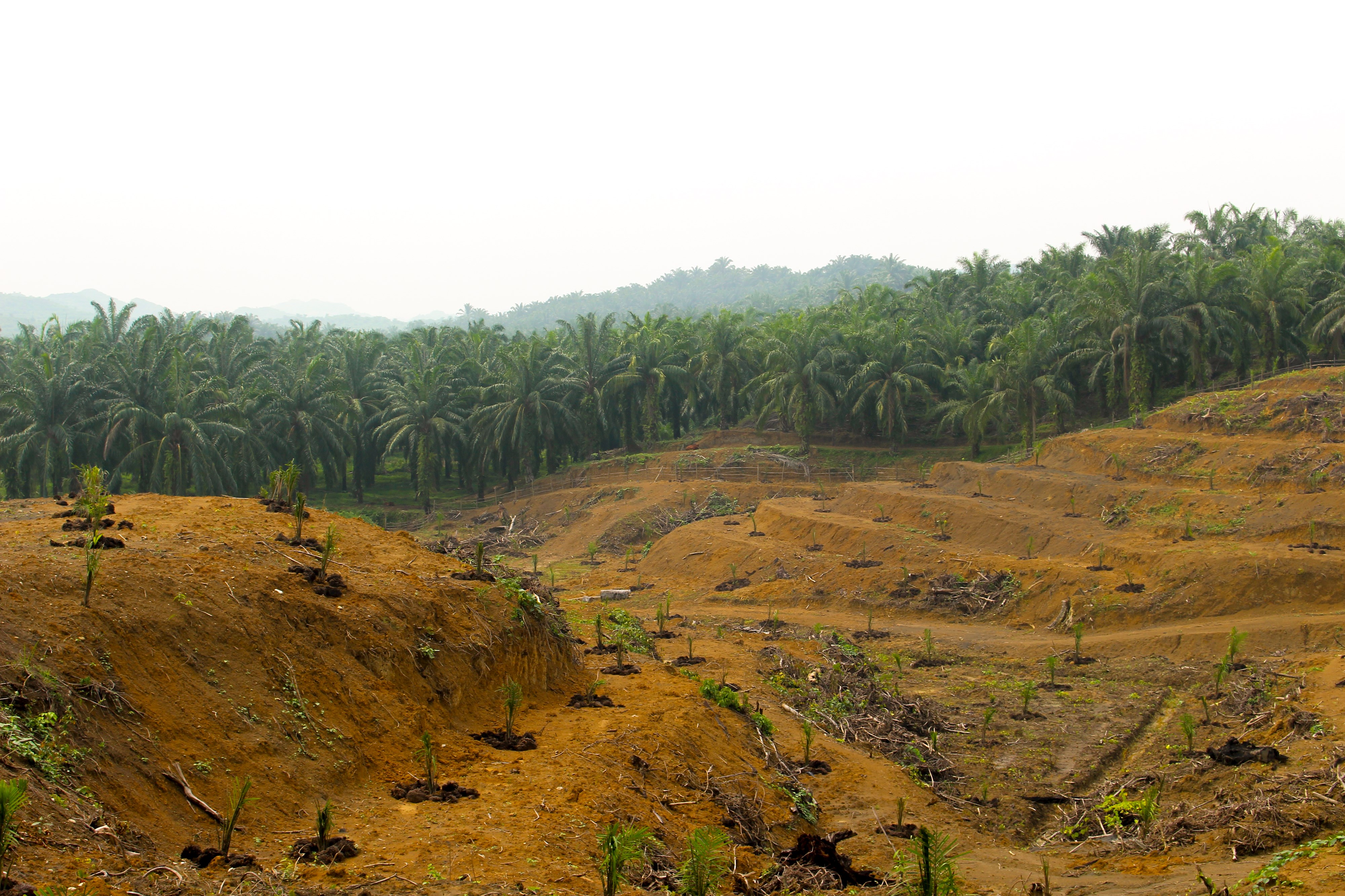 Professor Donald Broom | Compassion in World Farming International