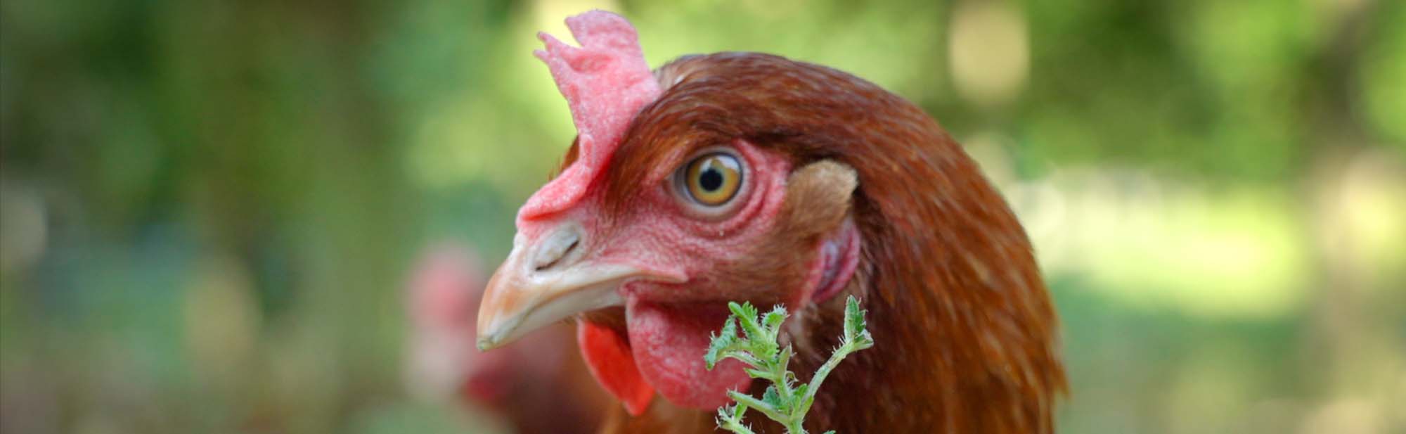 Global Impact Review (2021) | Compassion in World Farming International